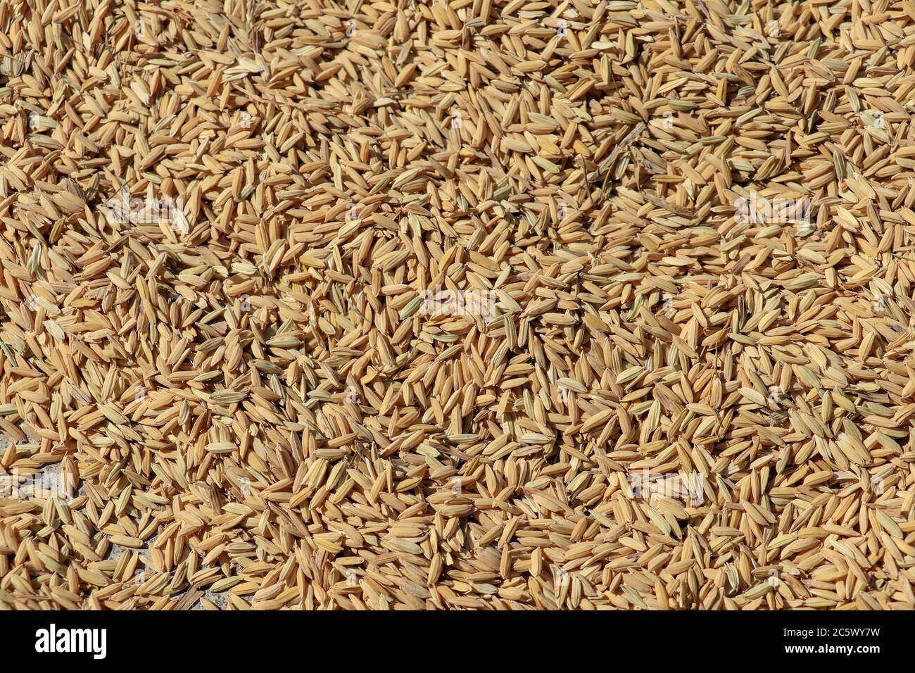 Close up paddy rice, Paddy rice has not shell out. Spread of paddy ...