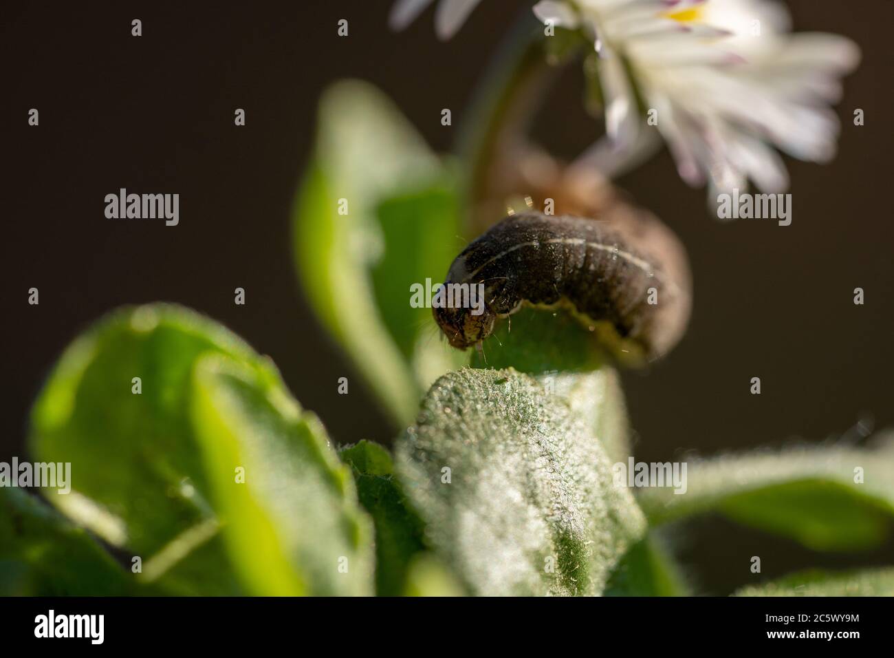 caterpillar on a daisy flower with black background Stock Photo - Alamy