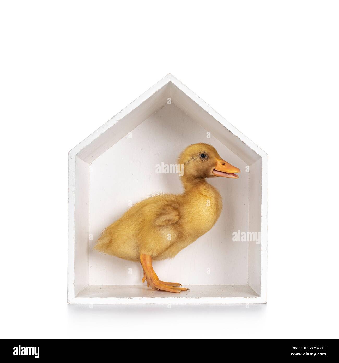 Ten day old Peking Duck chick, standing side ways in white wooden house ...