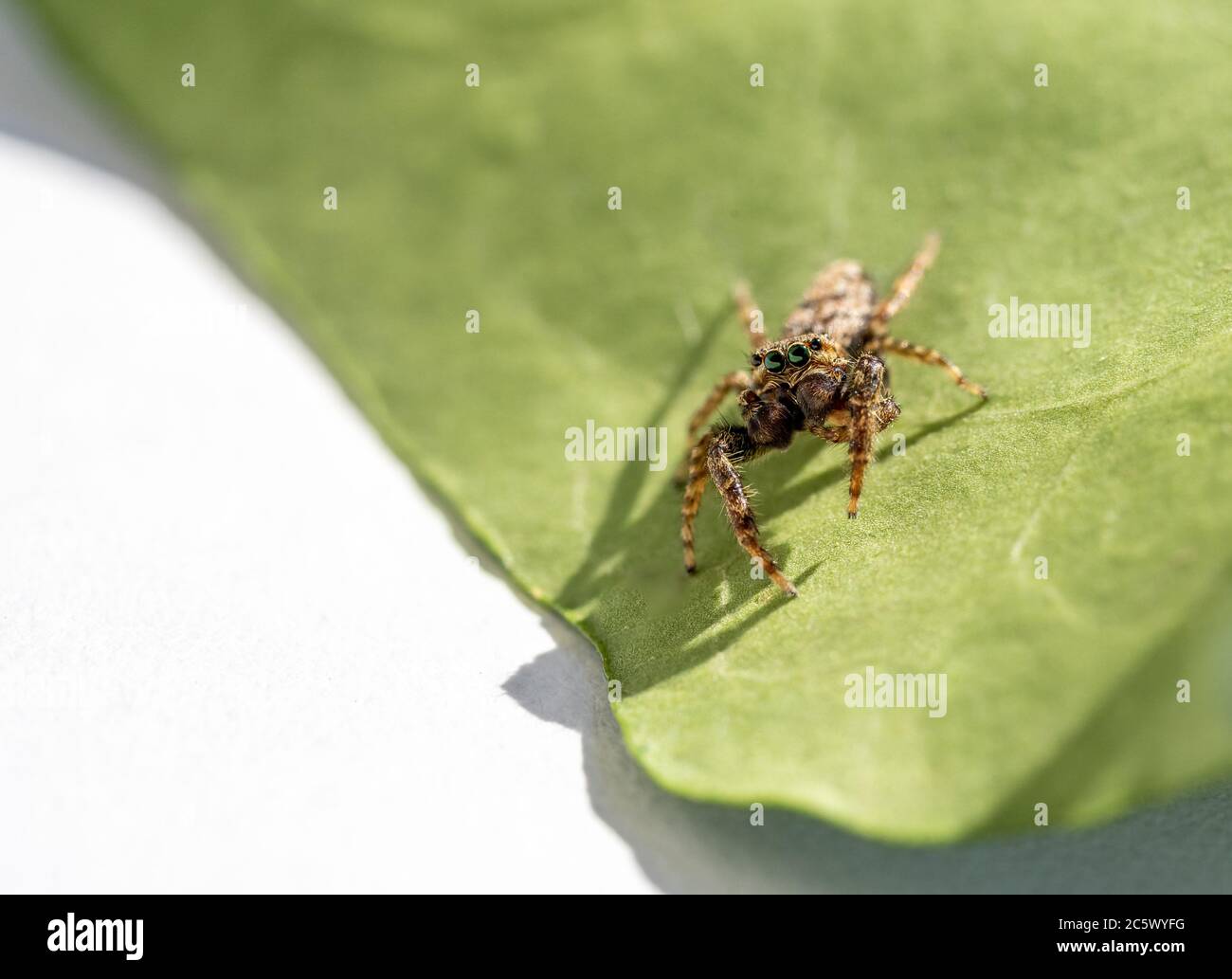 Jumping Spider (Marpissa Muscosa) on a plant leaf, hesse, germany Stock ...