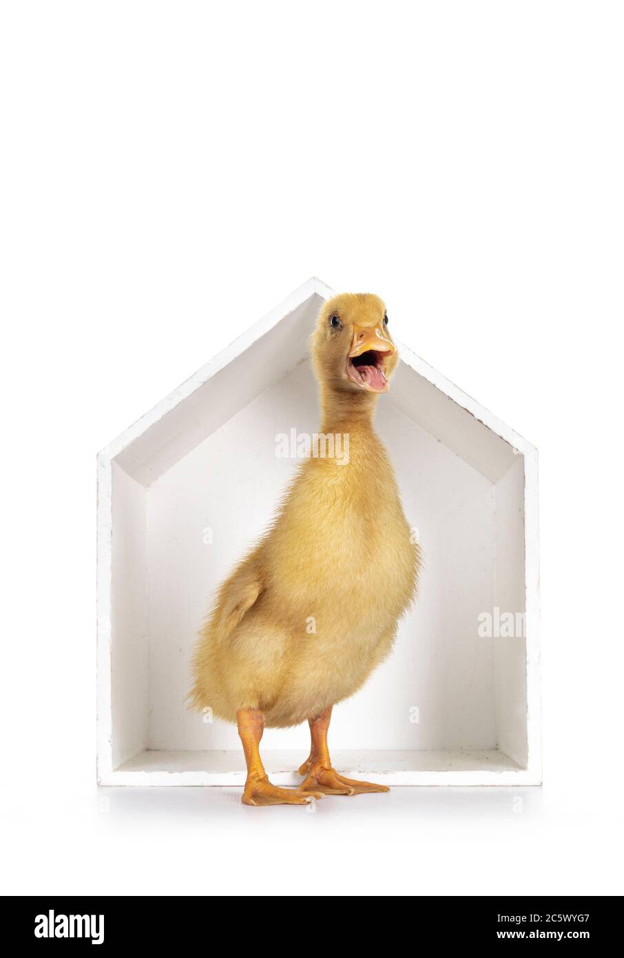 Ten day old Peking Duck chick, standing facing front in front of white ...