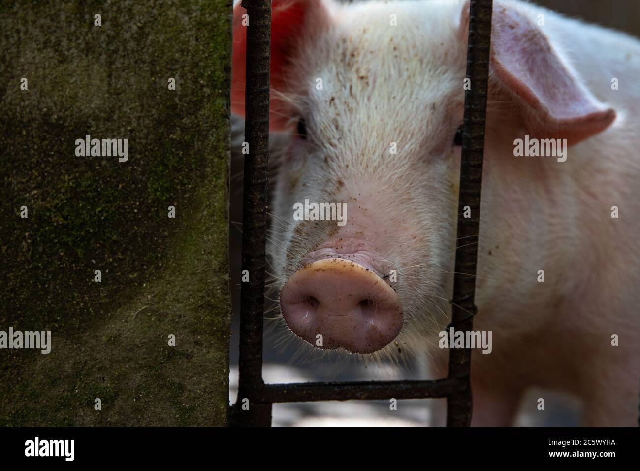 Cute pig with pink snout closeup photo. Clever domestic animal. Piglet ...