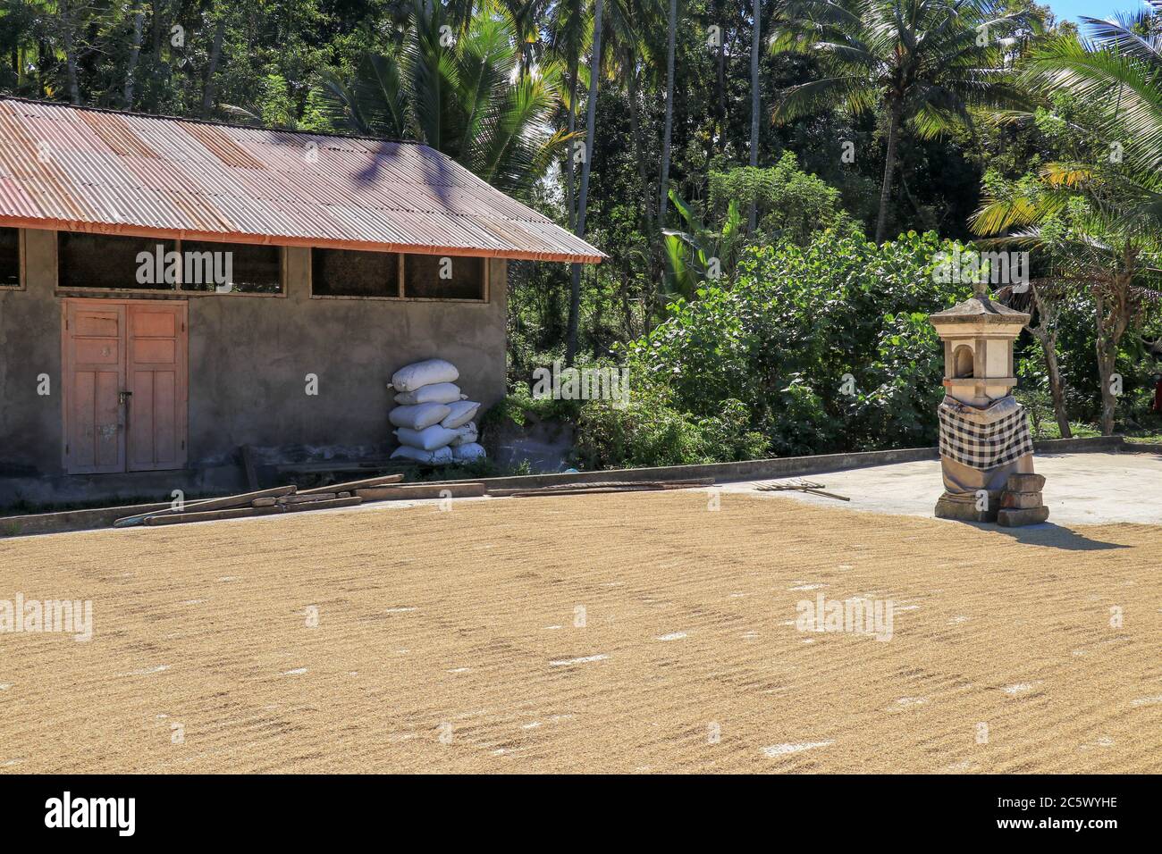 Drying Out Rice High Resolution Stock Photography and Images - Alamy