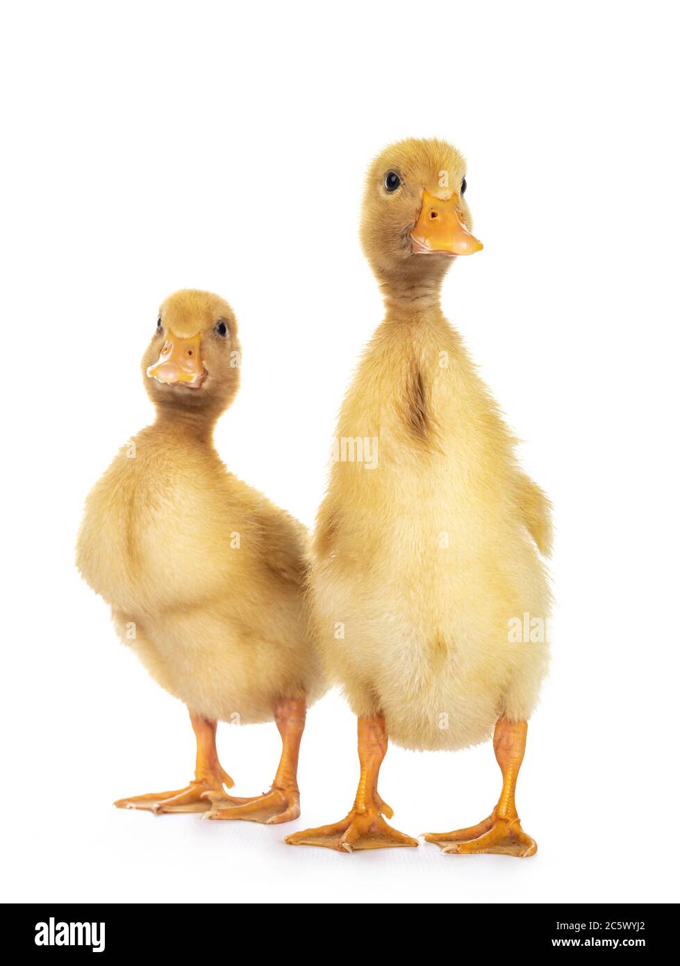 Duo of ten day old Peking Duck chicks, standing facing front. Looking ...