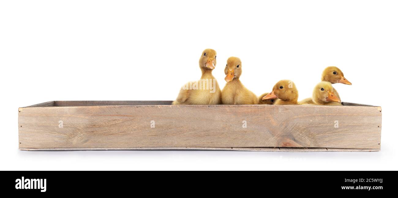 Group of ten day old Peking Duck chicks, standing / laying in wooden ...