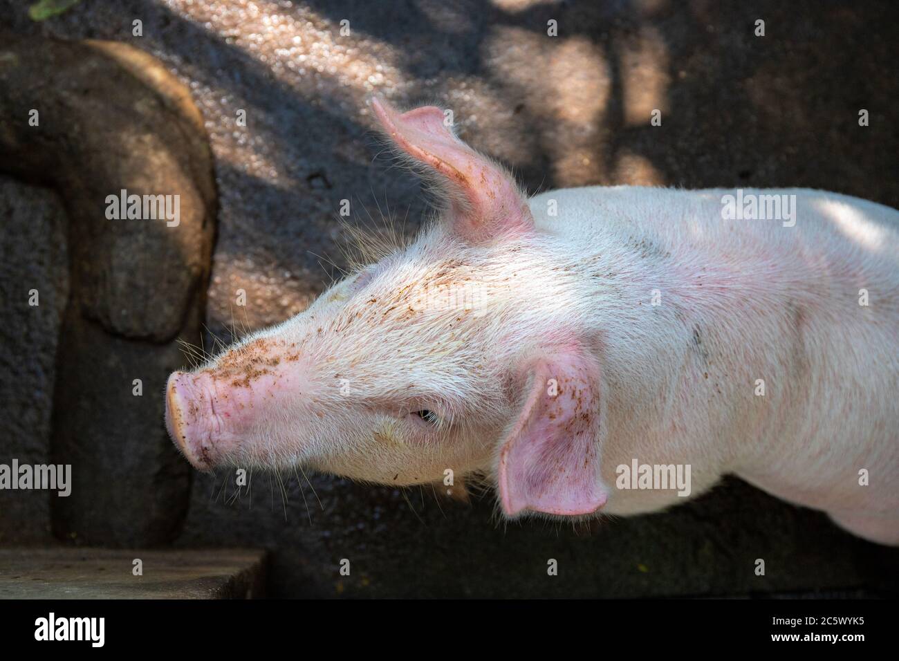 Pink pig with dirty snout in an enclosure. Clever domestic animal ...