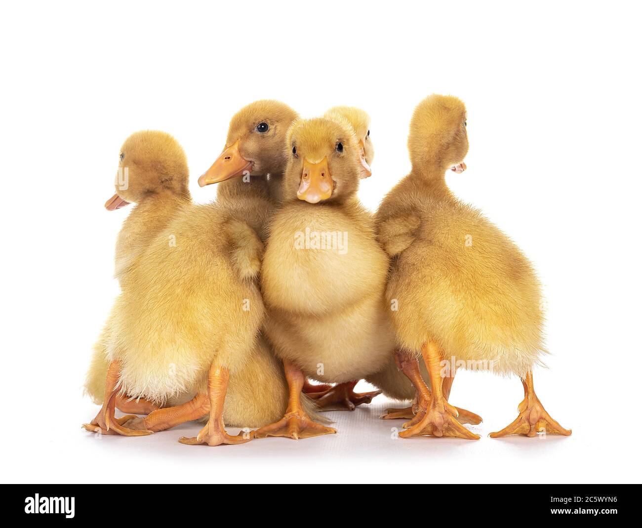 Number 1 poultry Cut Out Stock Images & Pictures - Alamy
