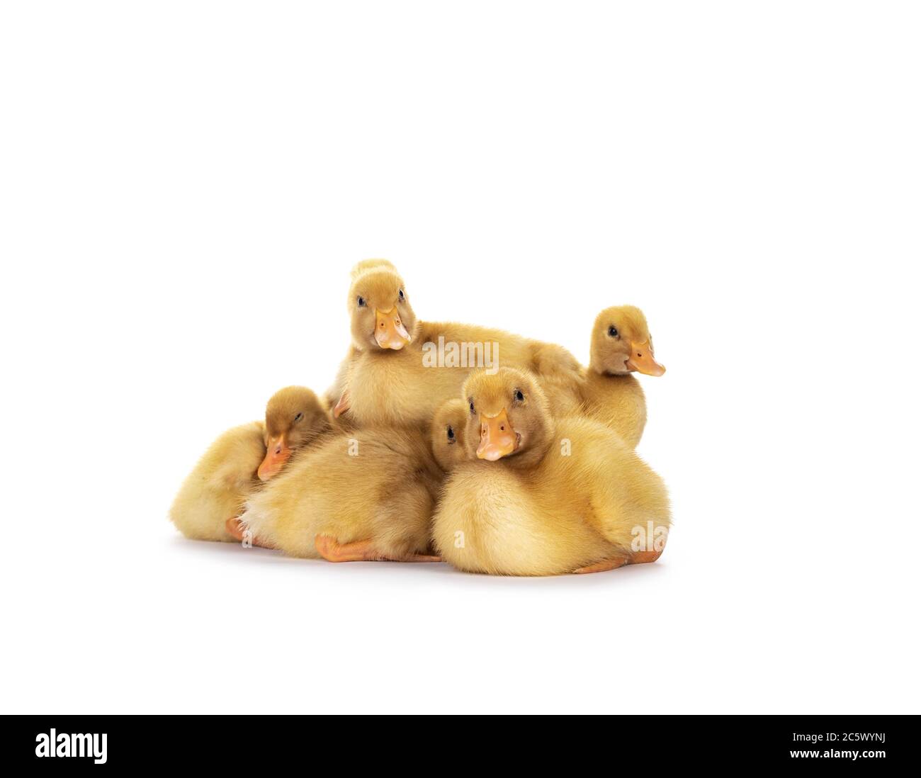 Group of ten day old Peking Duck chicks, laying down close together ...
