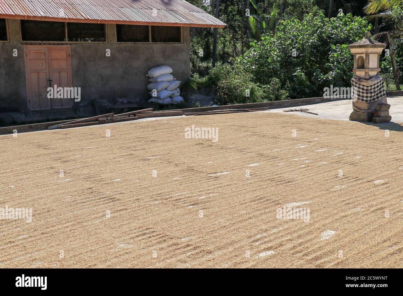 Drying Out Rice High Resolution Stock Photography and Images - Alamy