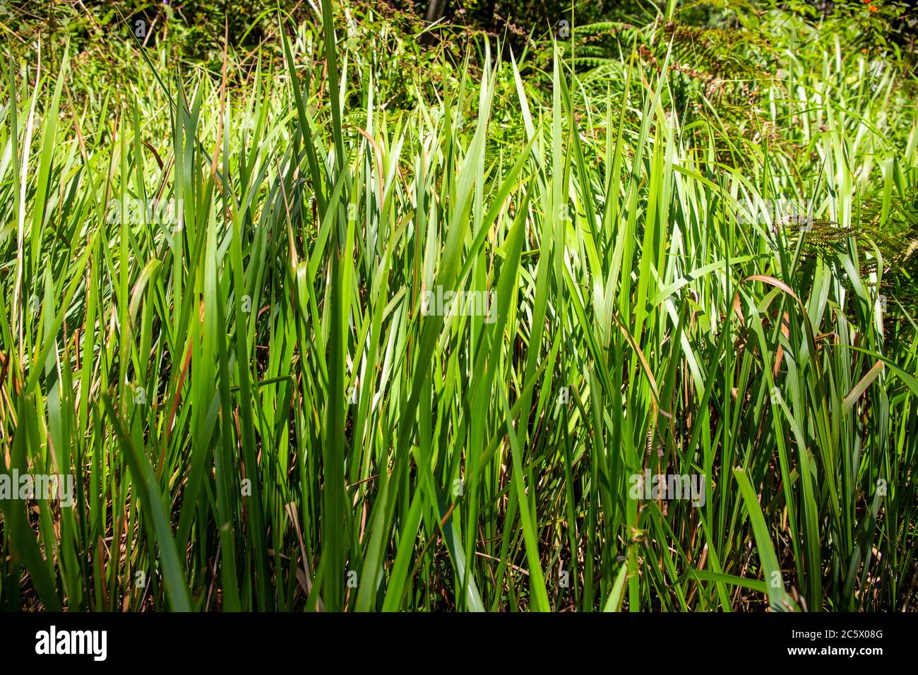 Green grass in sun light texture. Relaxing summer photo wallpaper. Wild ...