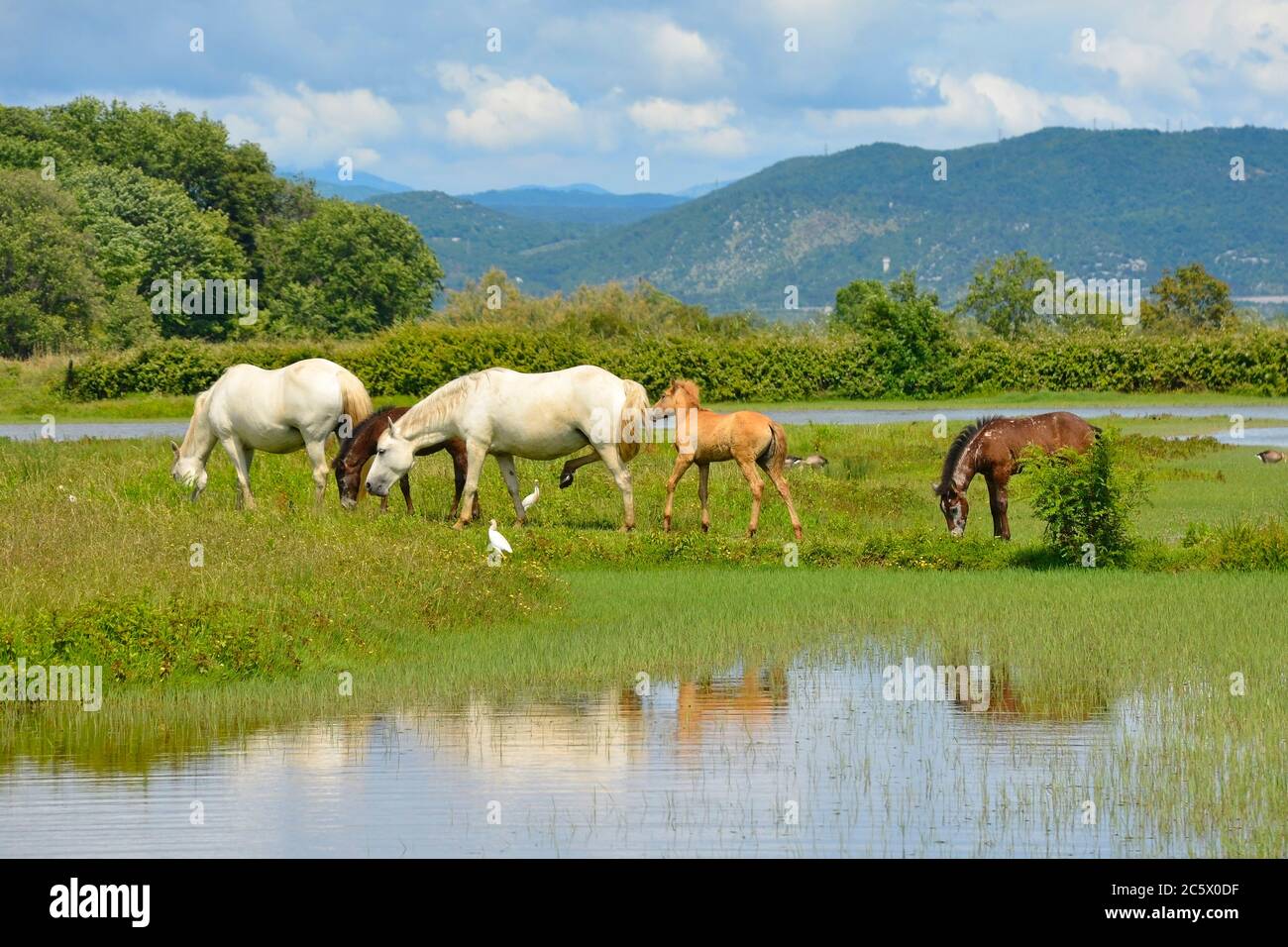 Wild horses and foals graze in the Isola Della Cona wetland nature ...