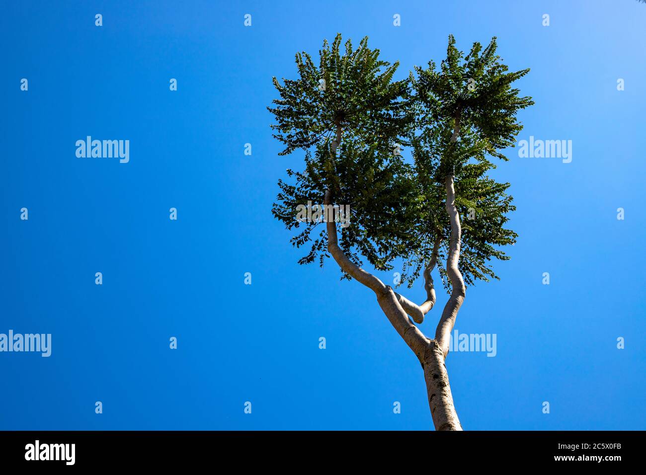 Green tropical tree foliage on blue sky background. Rainforest or ...