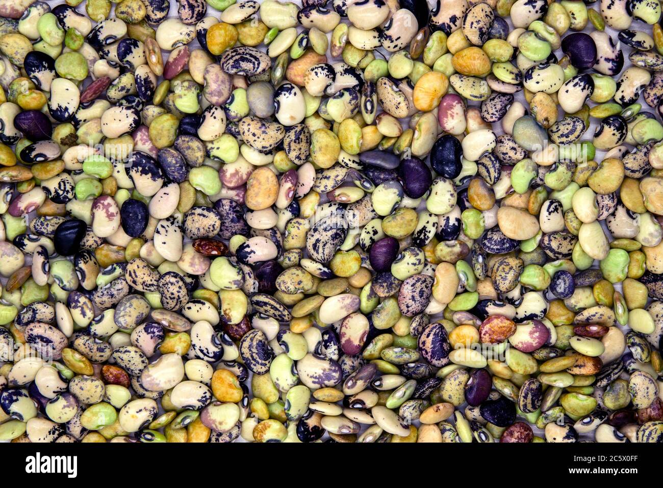 Multicolored bean pile texture top view photo. Phaseolus bean texture ...
