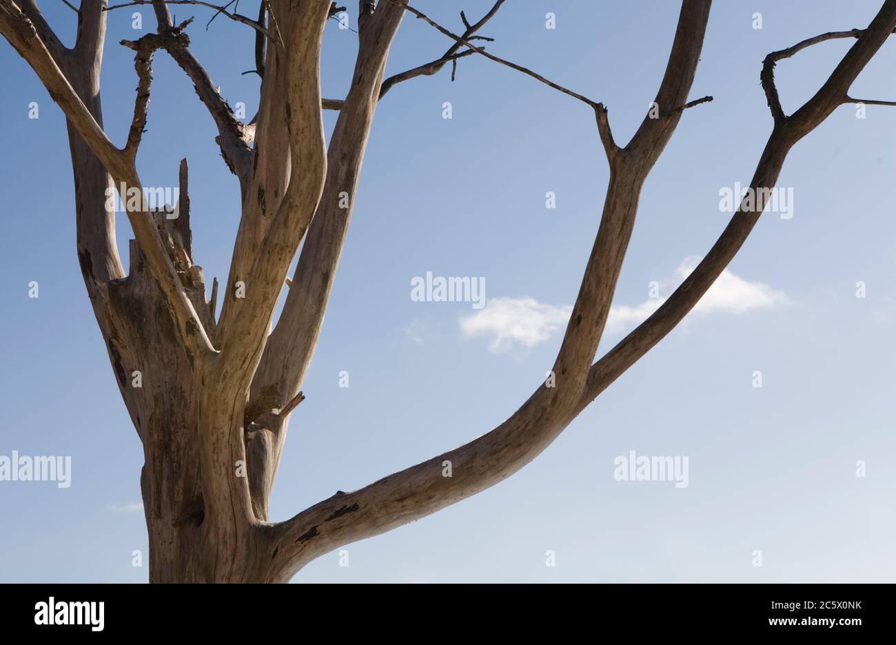 Dead standing hi-res stock photography and images - Alamy