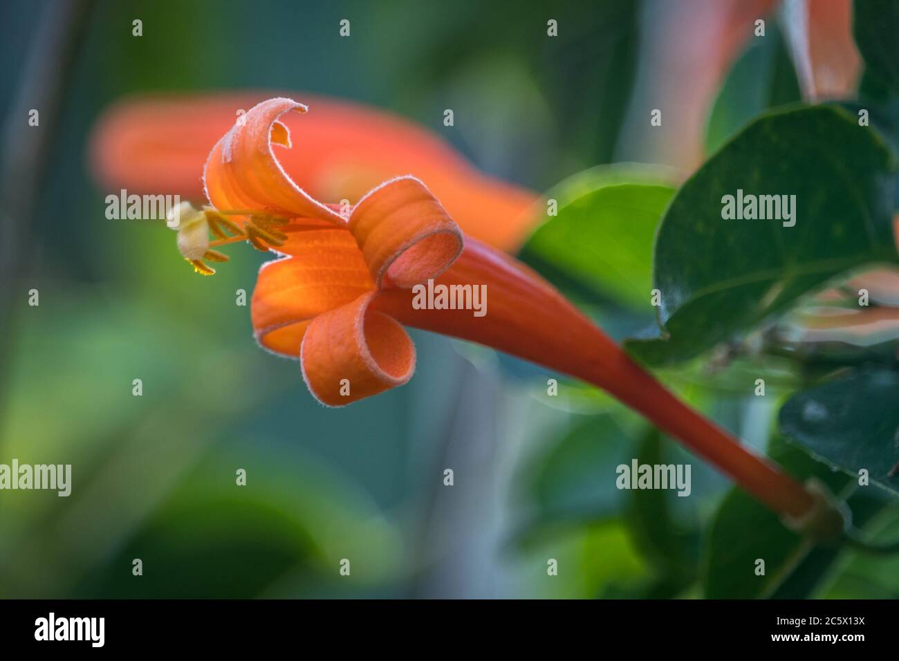 this orange flower from the bignonia vine makes a great background ...