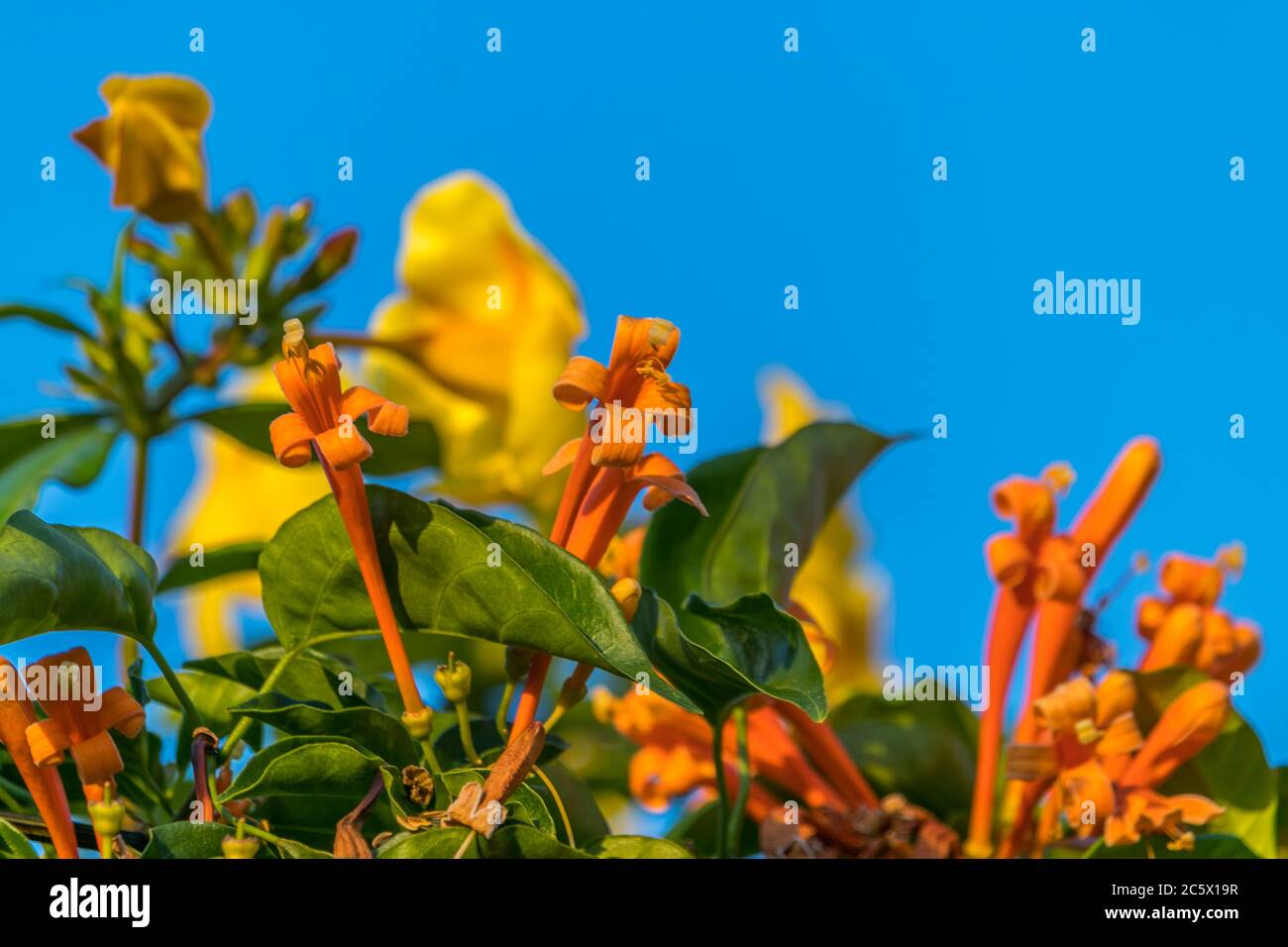 Perfect color combination in nature including a perfect blue sky Stock ...
