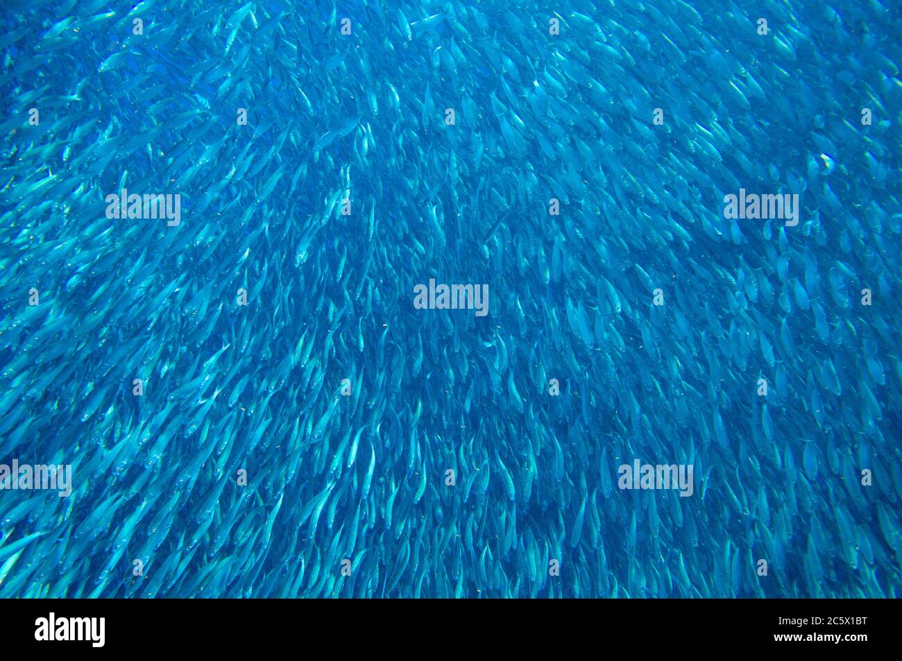 Sardine In Ocean