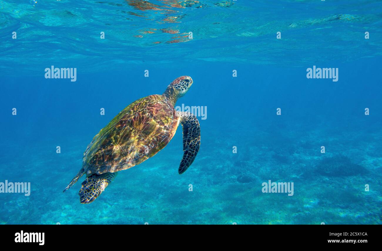 Sea turtle in blue seawater swim to water surface. Endangered animal ...
