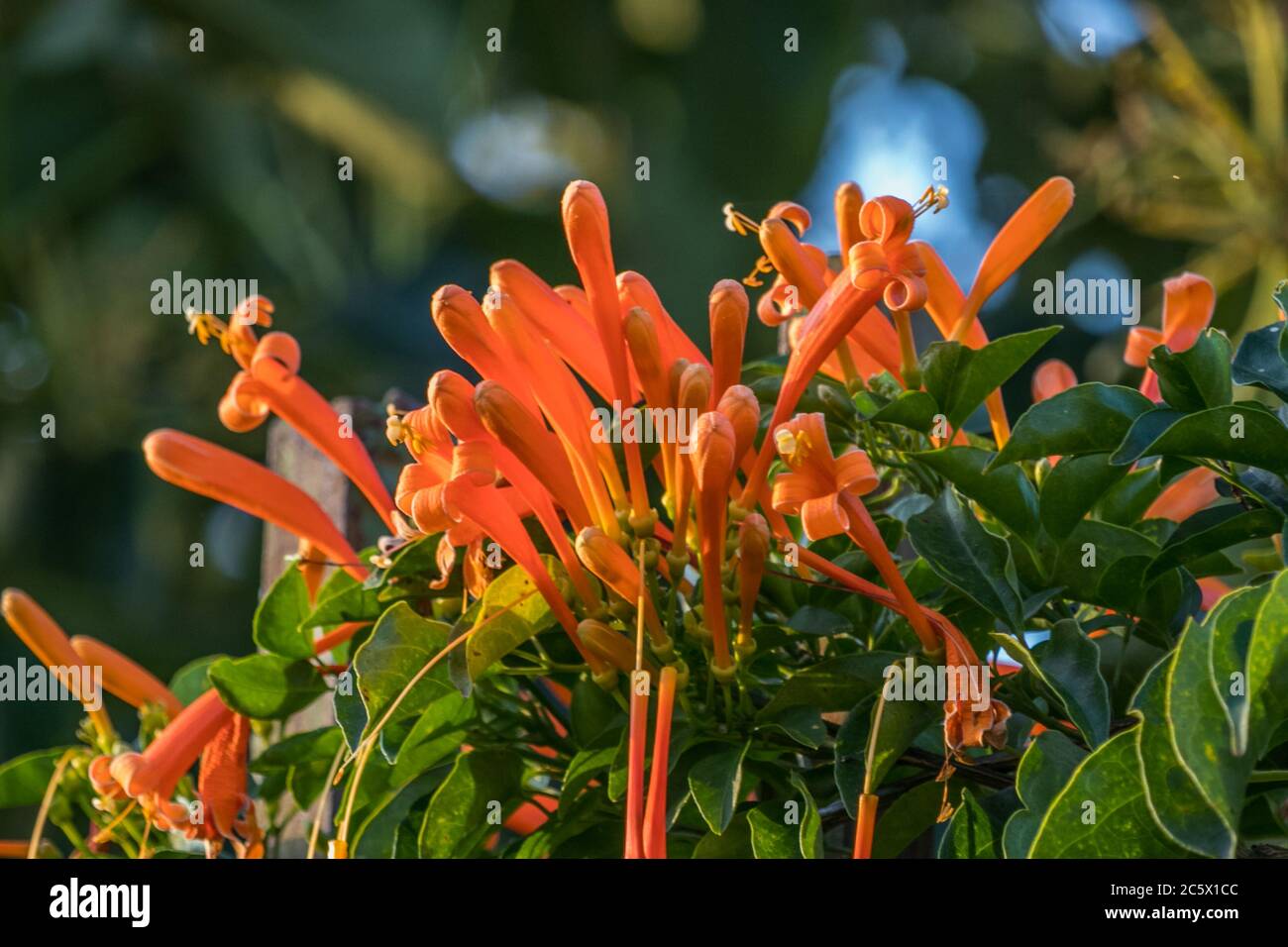 Closeup image of the flowers of the Bignonia plant Stock Photo - Alamy