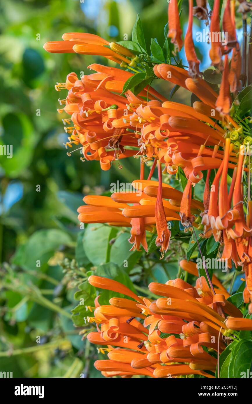 Wondefful climbing plant with amazing orange flowers Stock Photo - Alamy