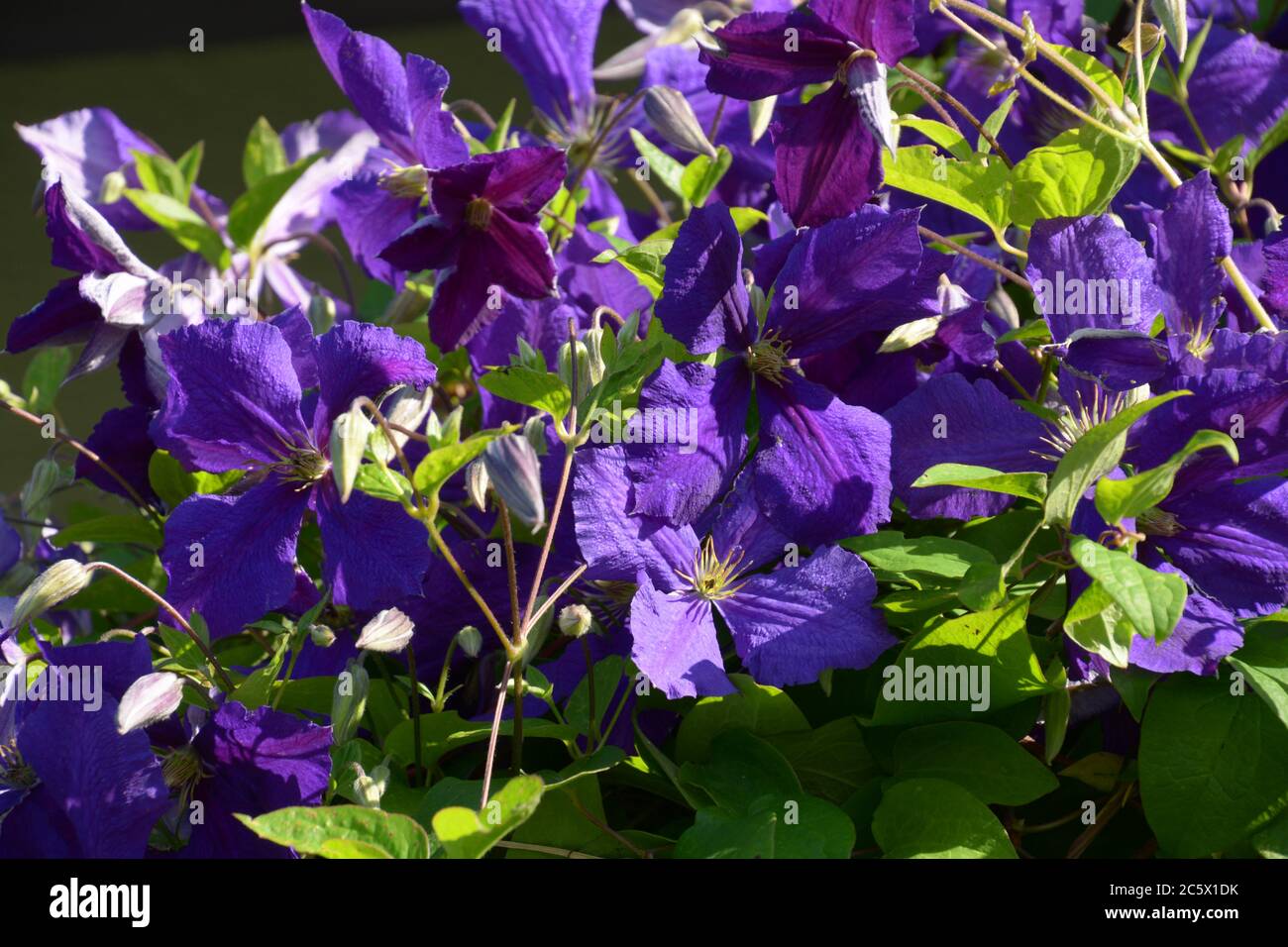 Clematis clematis patens hi-res stock photography and images - Alamy