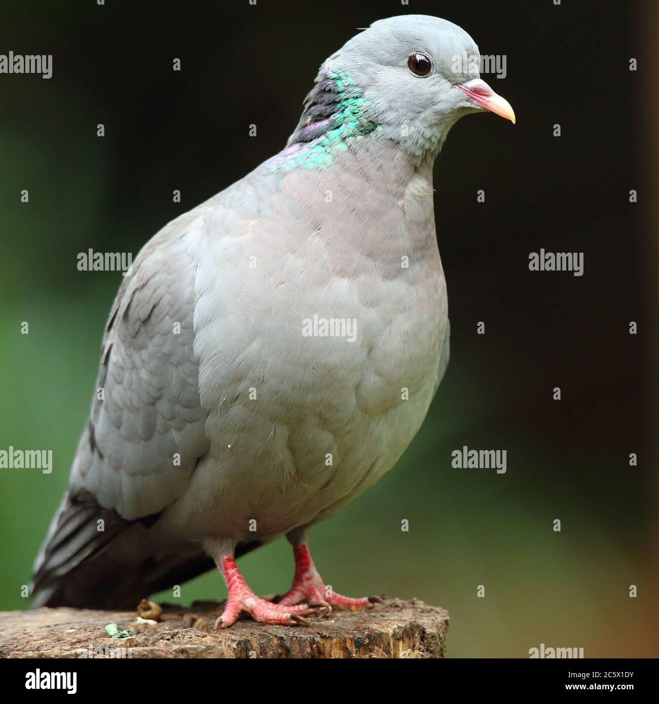 Showing the neck hi-res stock photography and images - Alamy