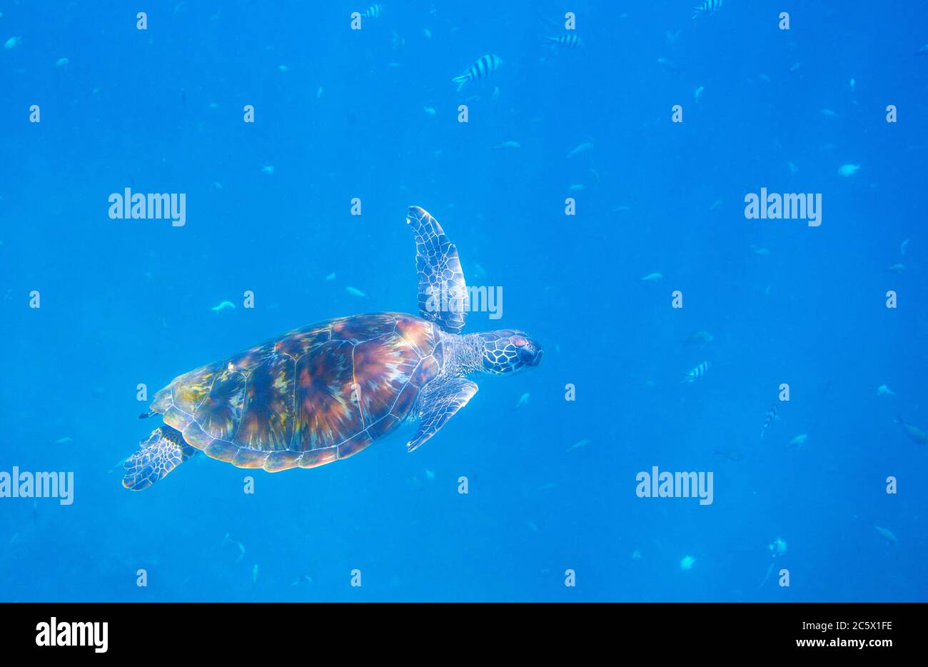 Sea turtle in open sea. Marine animal underwater photo. Green sea ...