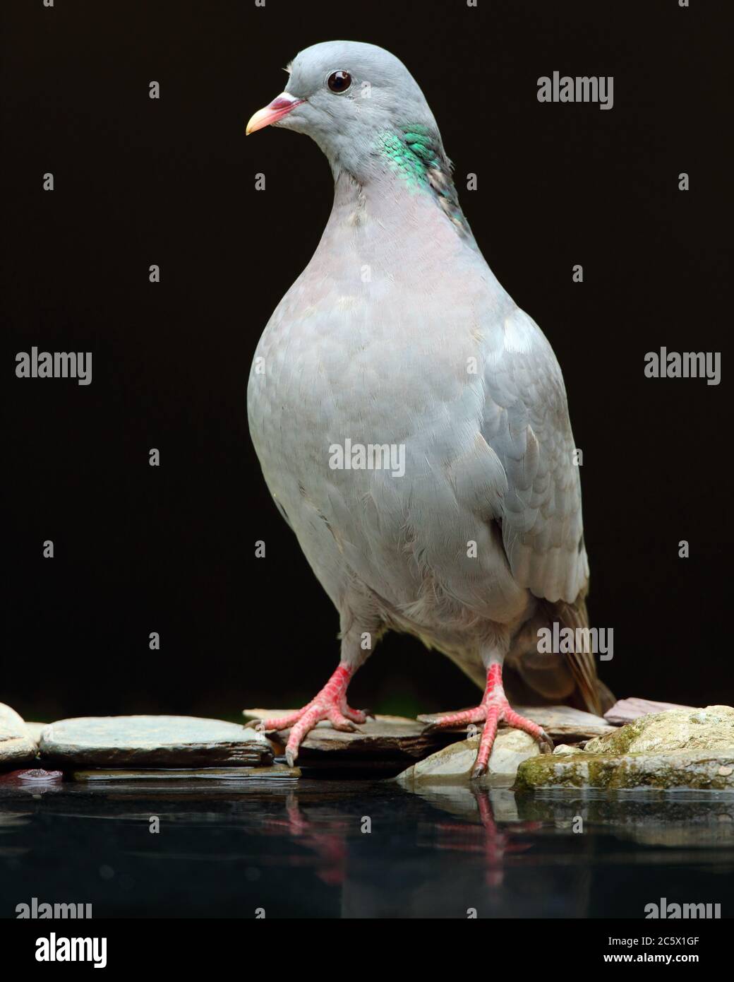 Stock dove identification hi-res stock photography and images - Alamy