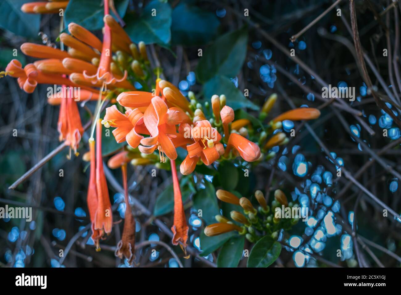 Bright Orange color flower from the Bignonia Stock Photo - Alamy