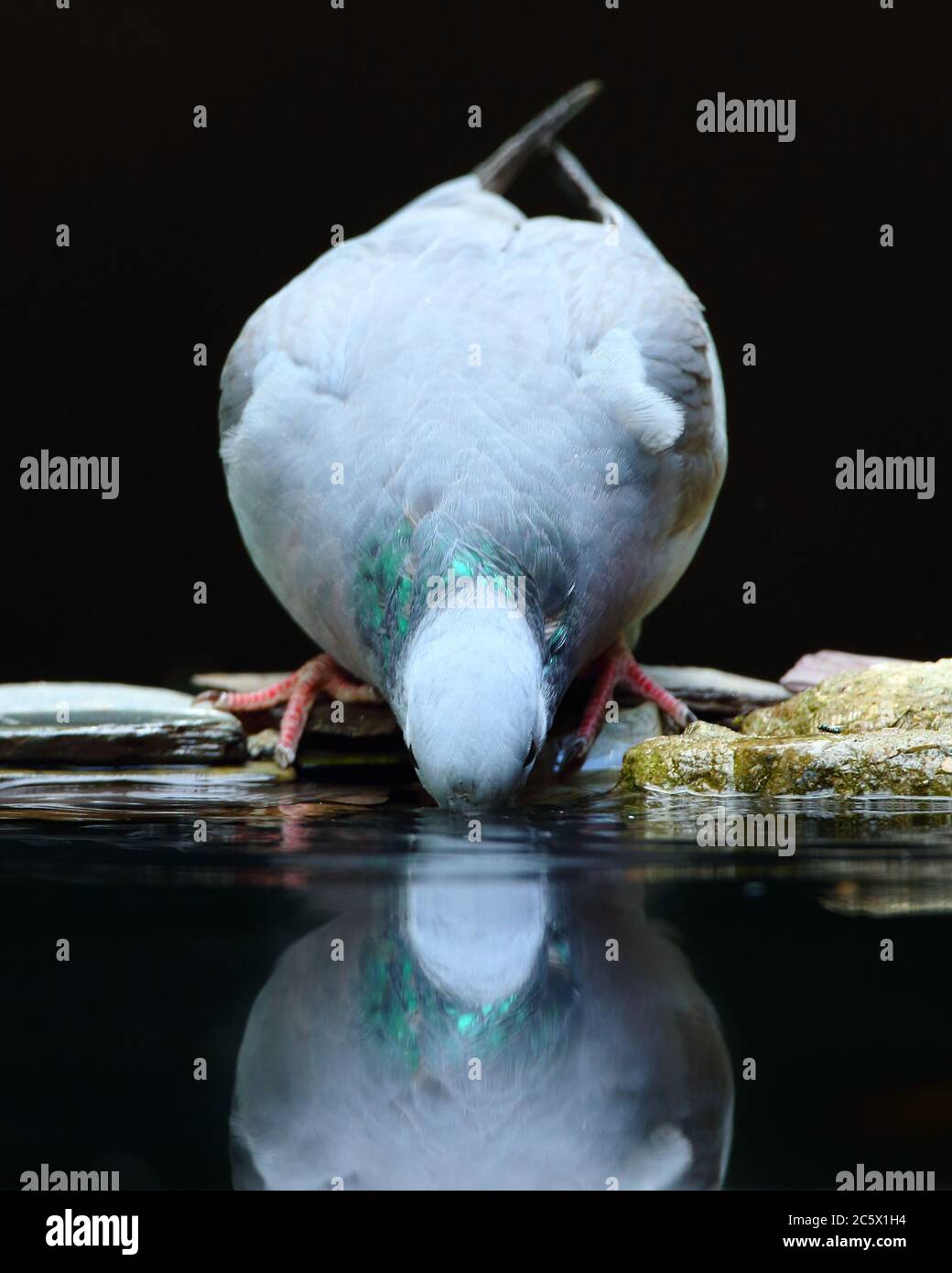 Reflection of adult Stock Dove (Columba oenas) drinking. Low key ...