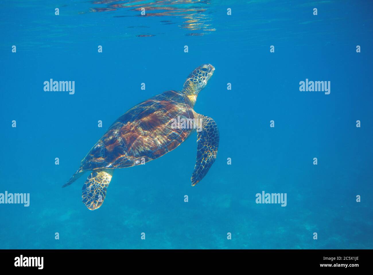 Sea turtle in blue seawater swim to water surface. Aquatic animal ...