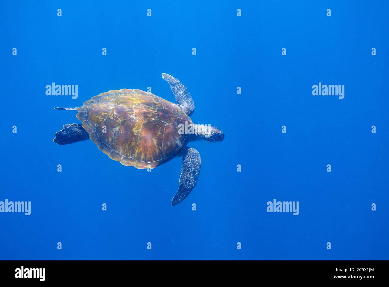 Sea turtle in open sea. Cute animal underwater photo. Green sea turtle ...
