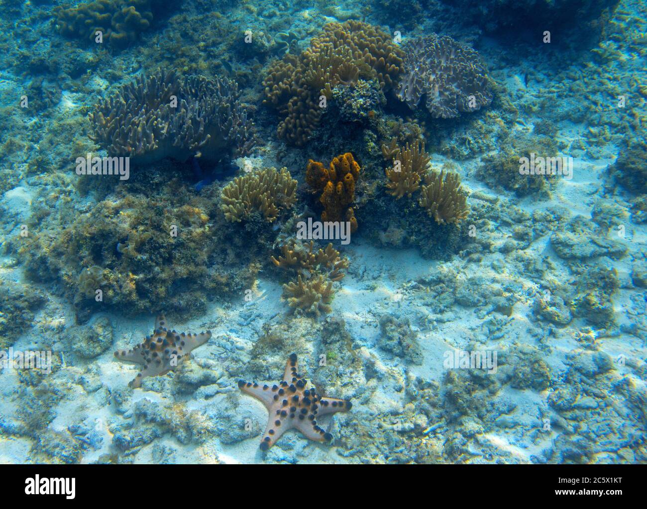 Underwater landscape with coral and starfish. Coral reef diversity ...