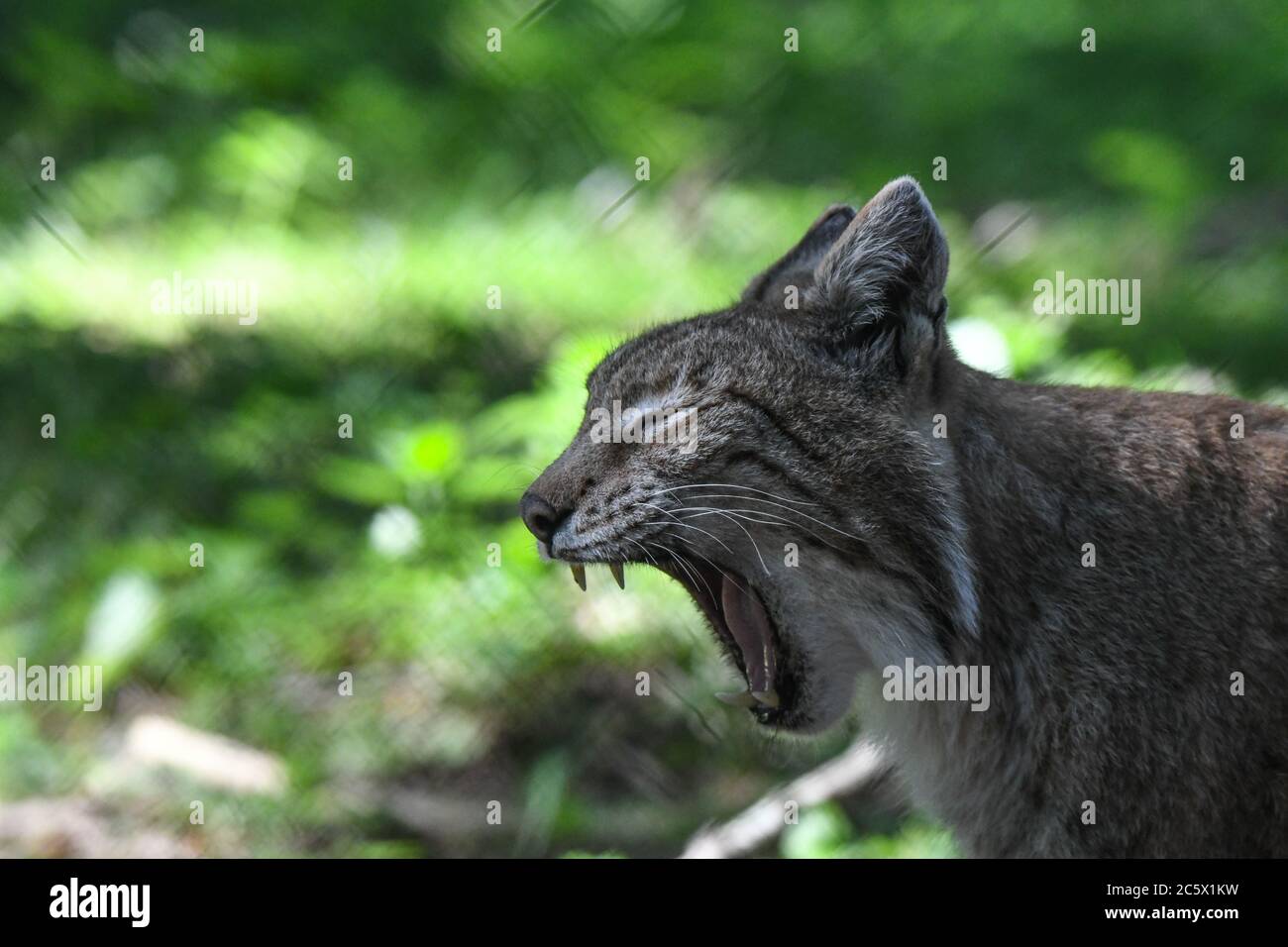 Lynx bobcat in the forest Stock Photo - Alamy