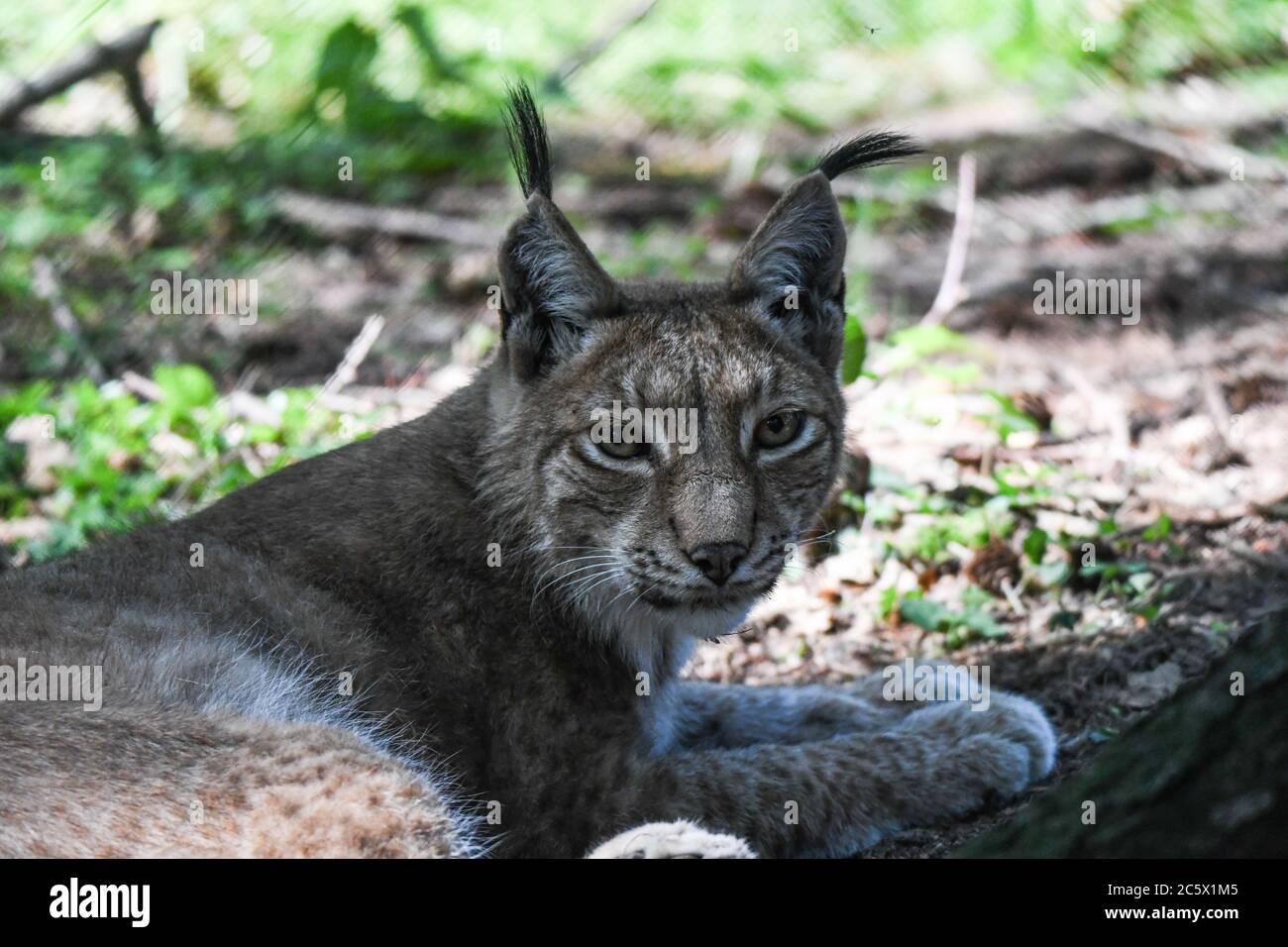 Lynx bobcat in the forest Stock Photo - Alamy