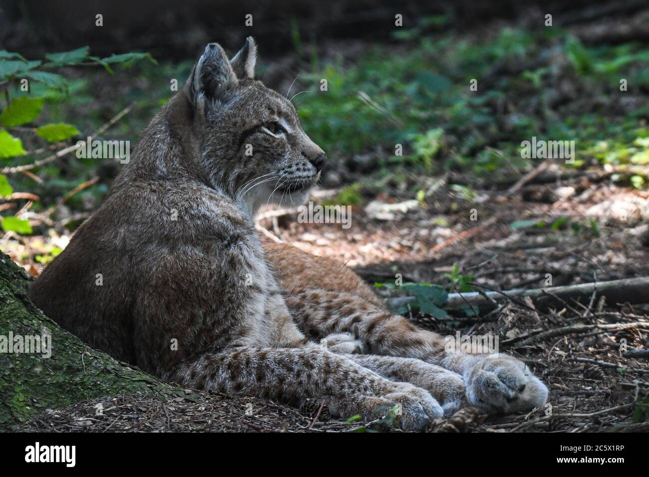 Lynx bobcat in the forest Stock Photo - Alamy