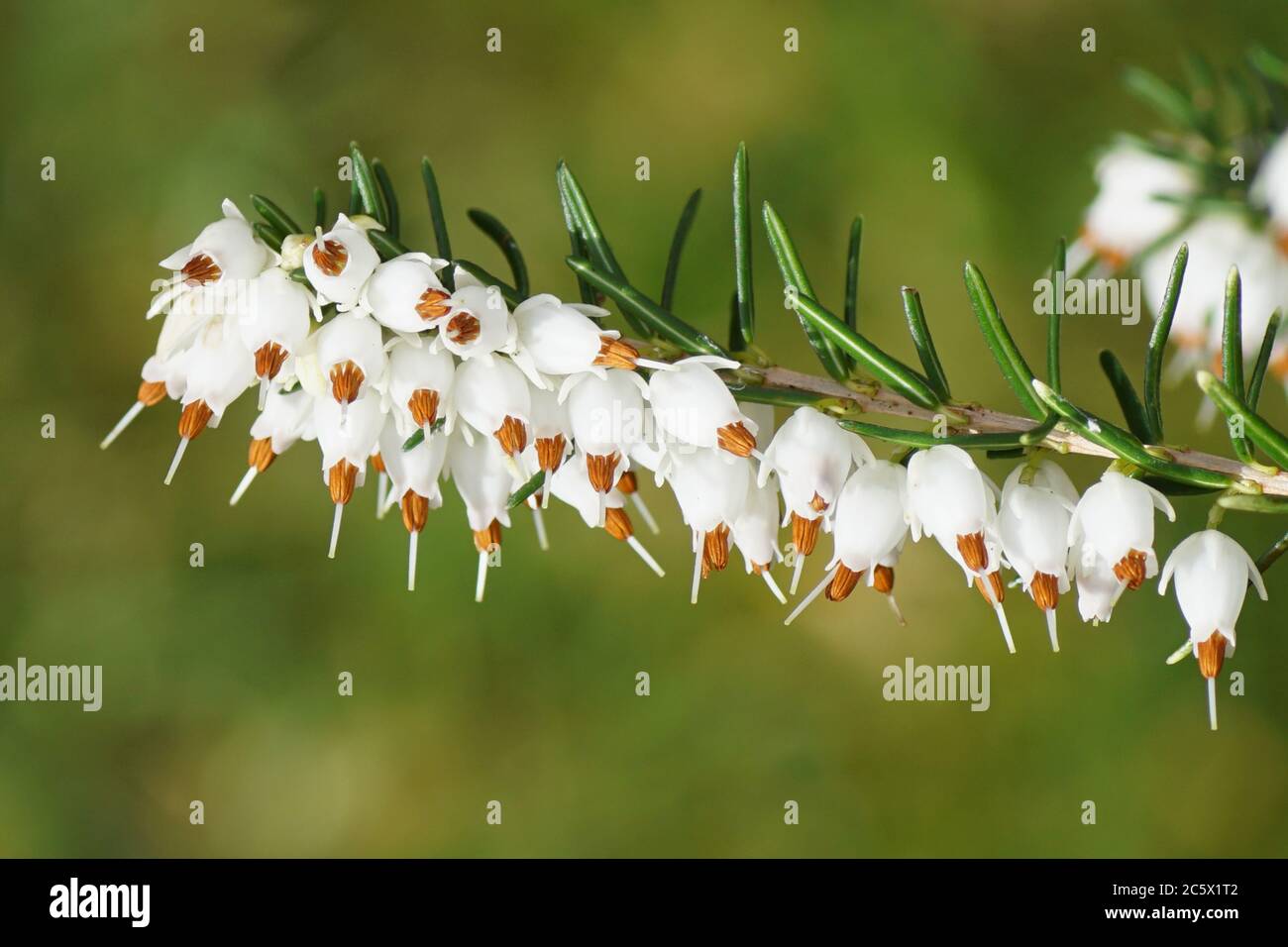 Erica carnea winter beauty hi-res stock photography and images - Alamy