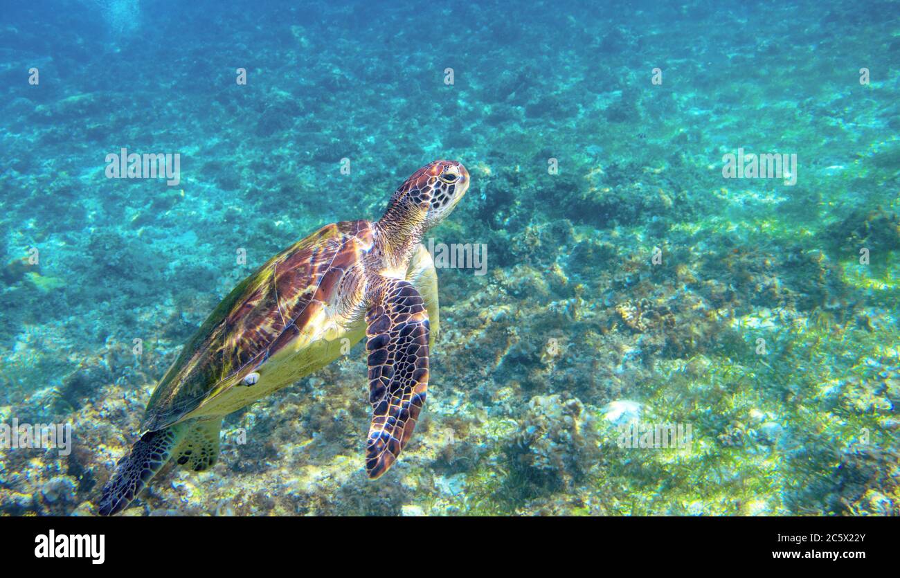 Sea turtle in marine sanctuary. Cute sea animal underwater photo ...