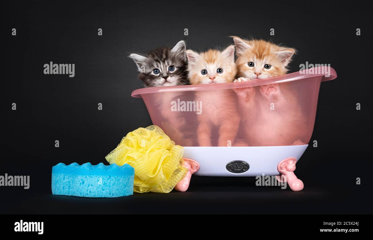 Three 5 week old Maine Coon cat kittens, sitting in pink doll bath with ...