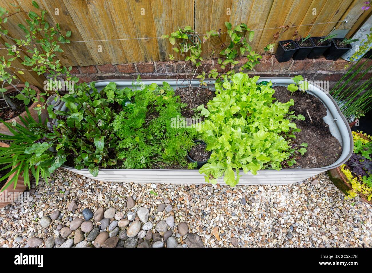 Decorative tub container with salad plants growing Stock Photo - Alamy