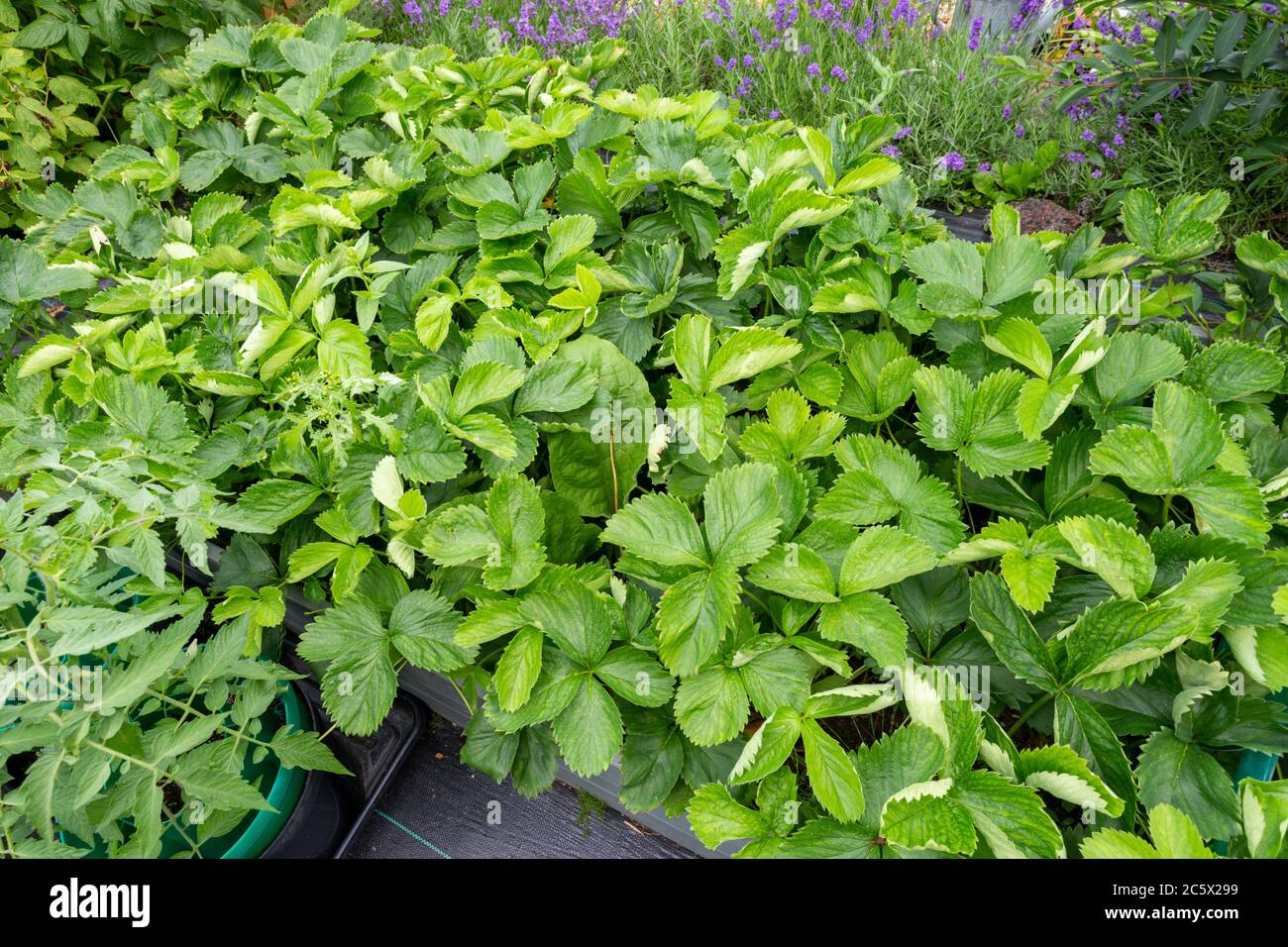 Strawberry plants growing in a garden Stock Photo - Alamy