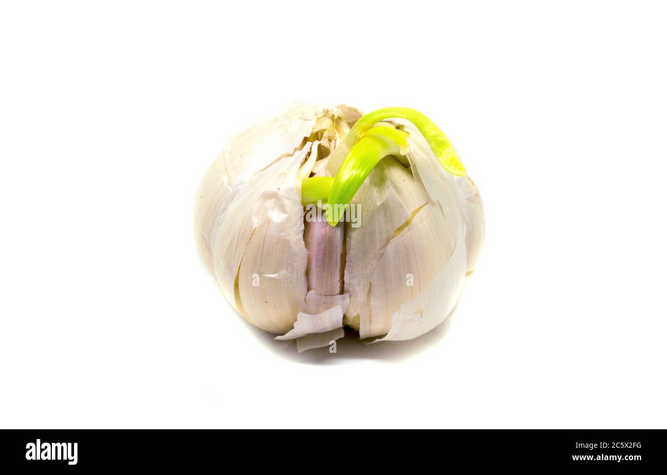 Garlic with green leaf on white background. Single garlic bulb studio ...