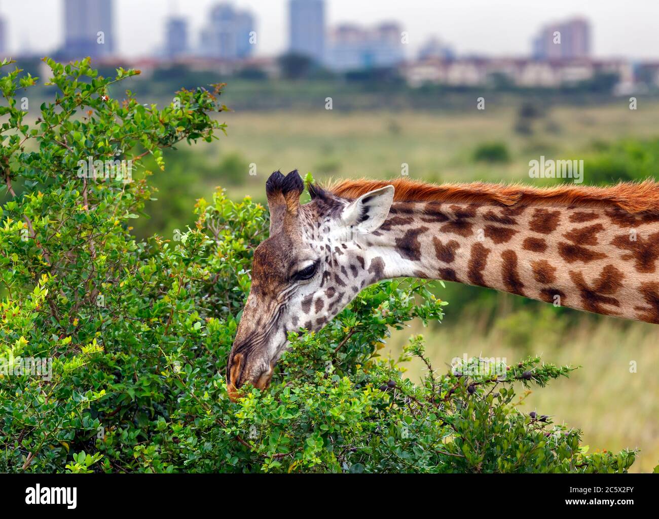 Masai giraffe (Giraffa camelopardalis tippelskirchii) with the city skyline behind, Nairobi ...