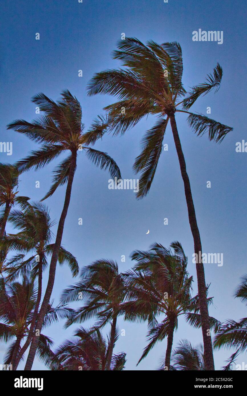 Palm trees in urban setting hi-res stock photography and images - Alamy