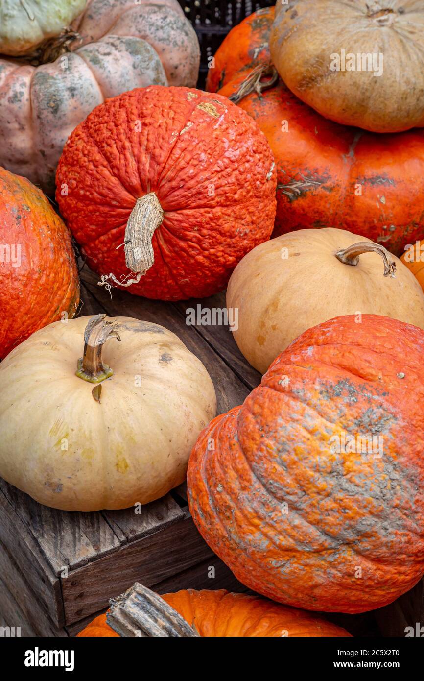 A display of pumpkins for sale on a market stall Stock Photo - Alamy