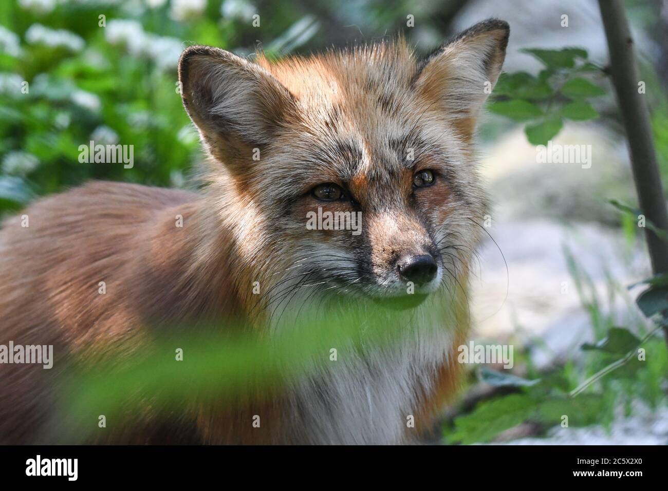 Animaux endangered hi-res stock photography and images - Alamy