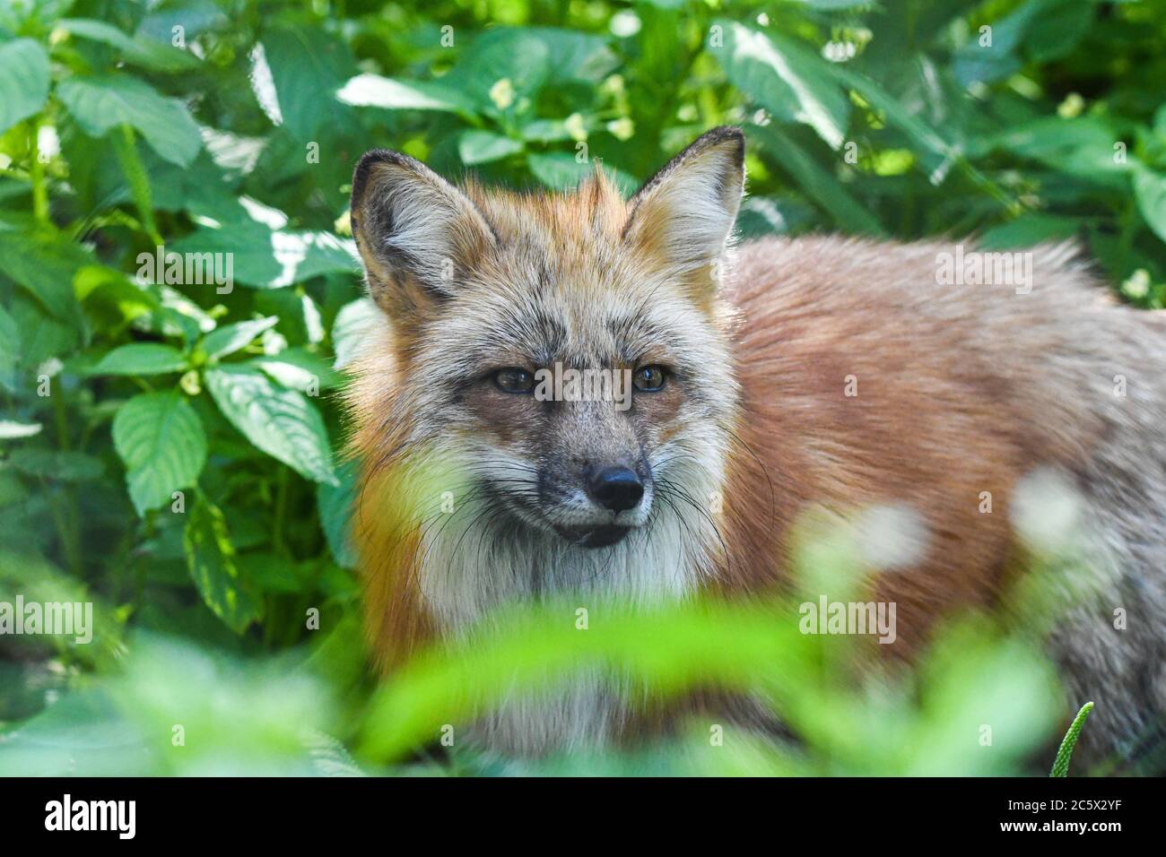 Animaux endangered hi-res stock photography and images - Alamy