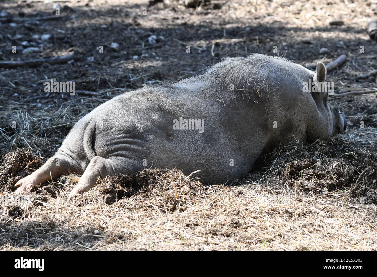 pig realxing on the ground Stock Photo - Alamy
