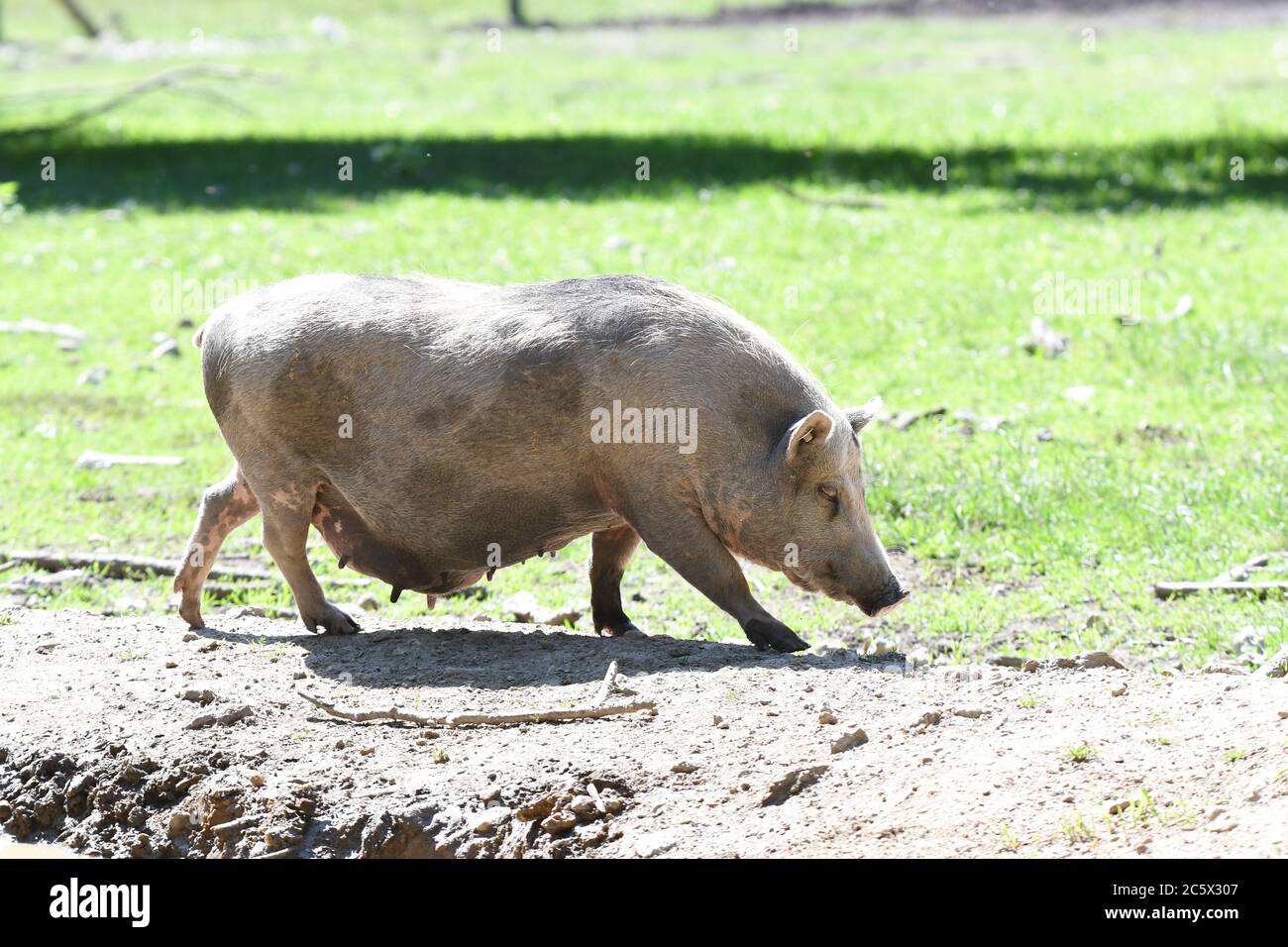 pig and pigglet Stock Photo - Alamy