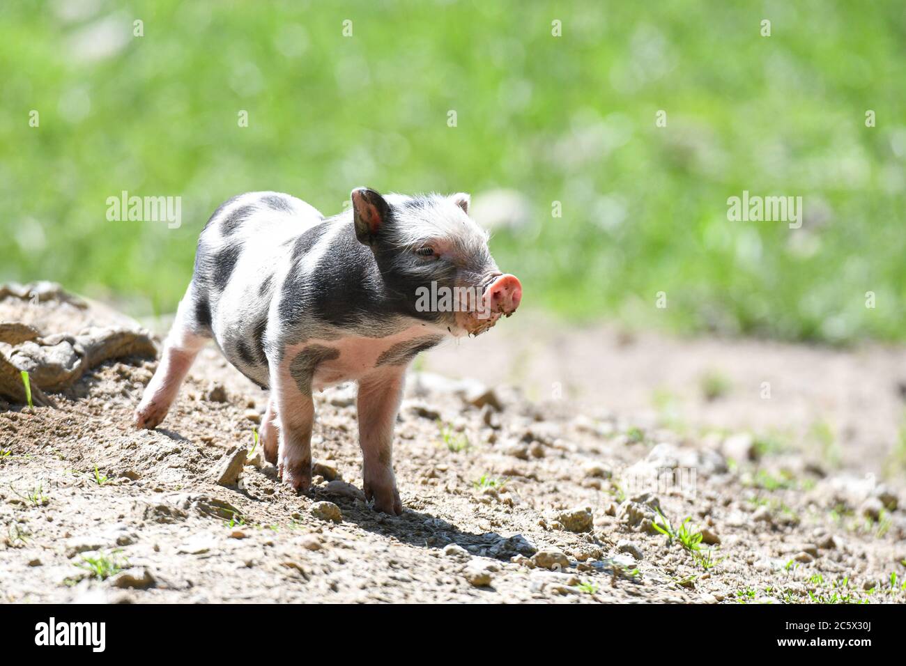pig and pigglet Stock Photo - Alamy